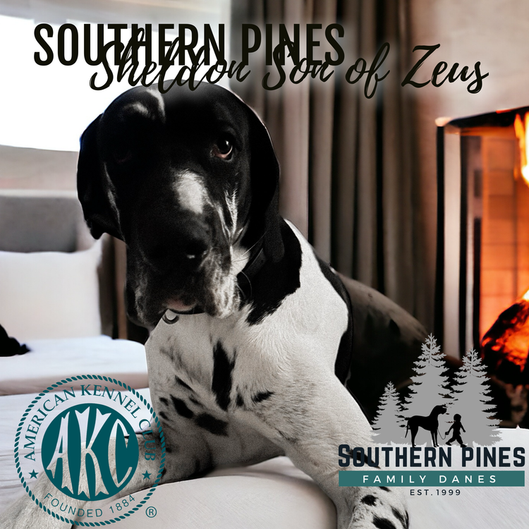 Sheldon | Find Your Perfect Dane Today — Southern Pines Family Danes ...