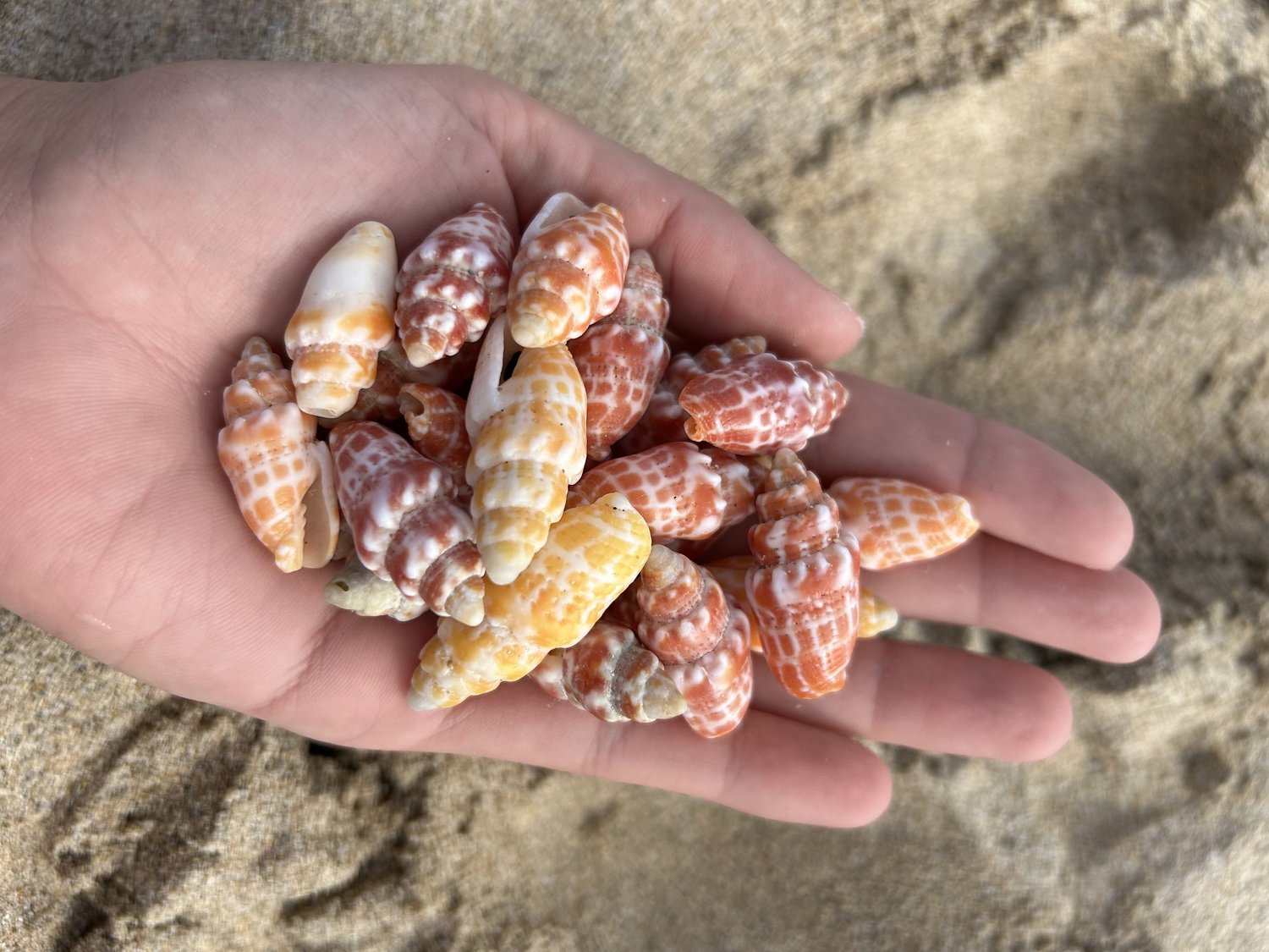 Hawaiian Shell Chart — Salt & Water Co.