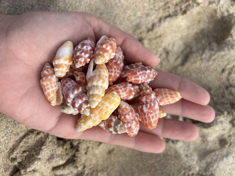Hawaiian Shell Chart — Salt & Water Co.