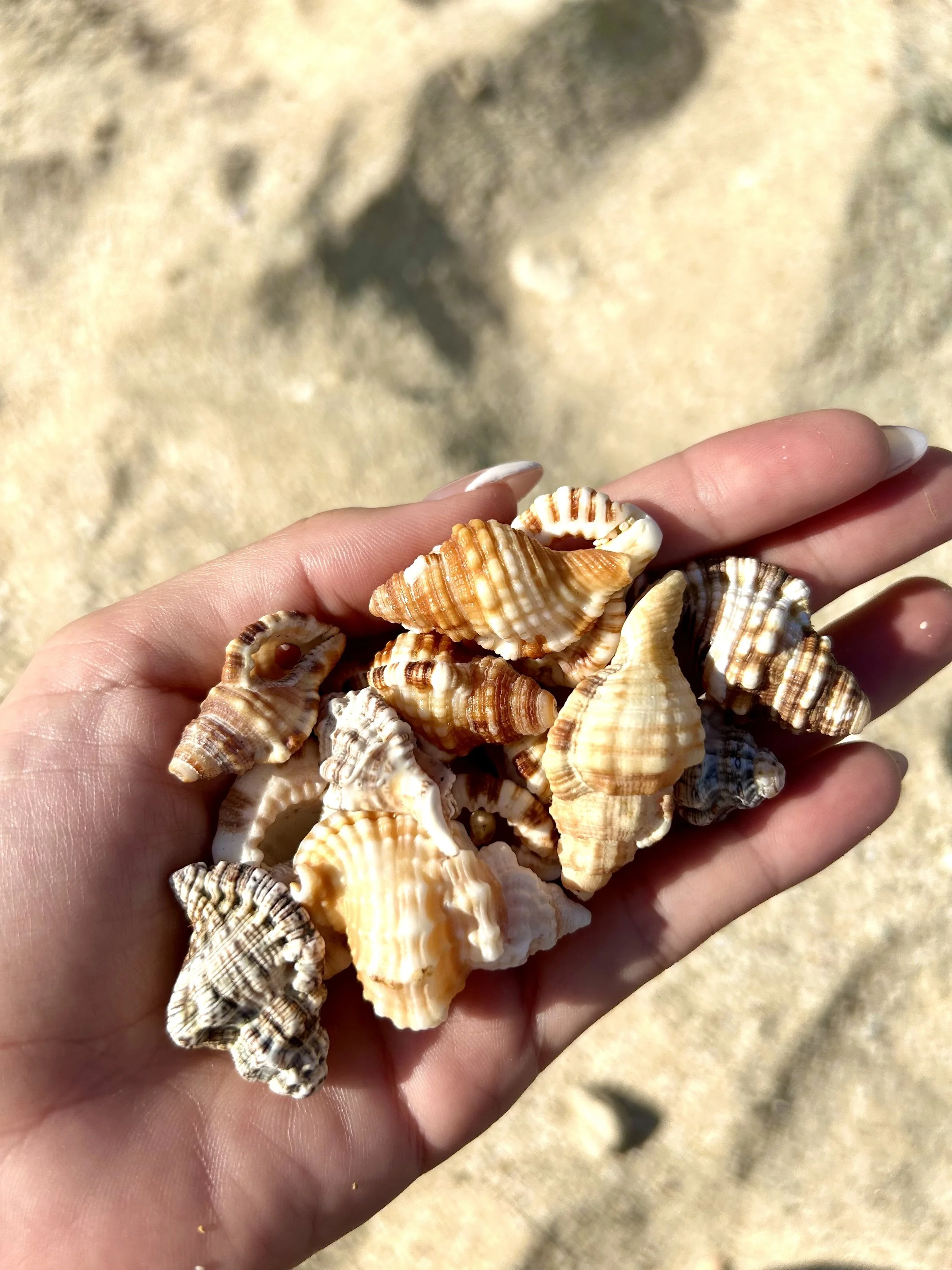 Hawaiian Shell Chart — Salt & Water Co.