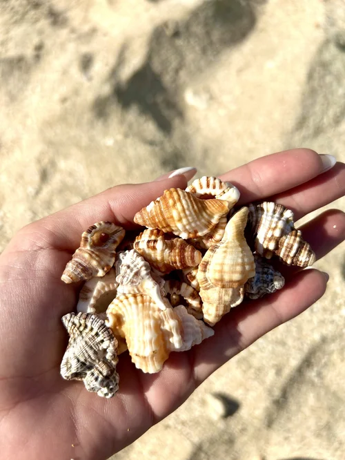 Hawaiian Shell Chart — Salt & Water Co.