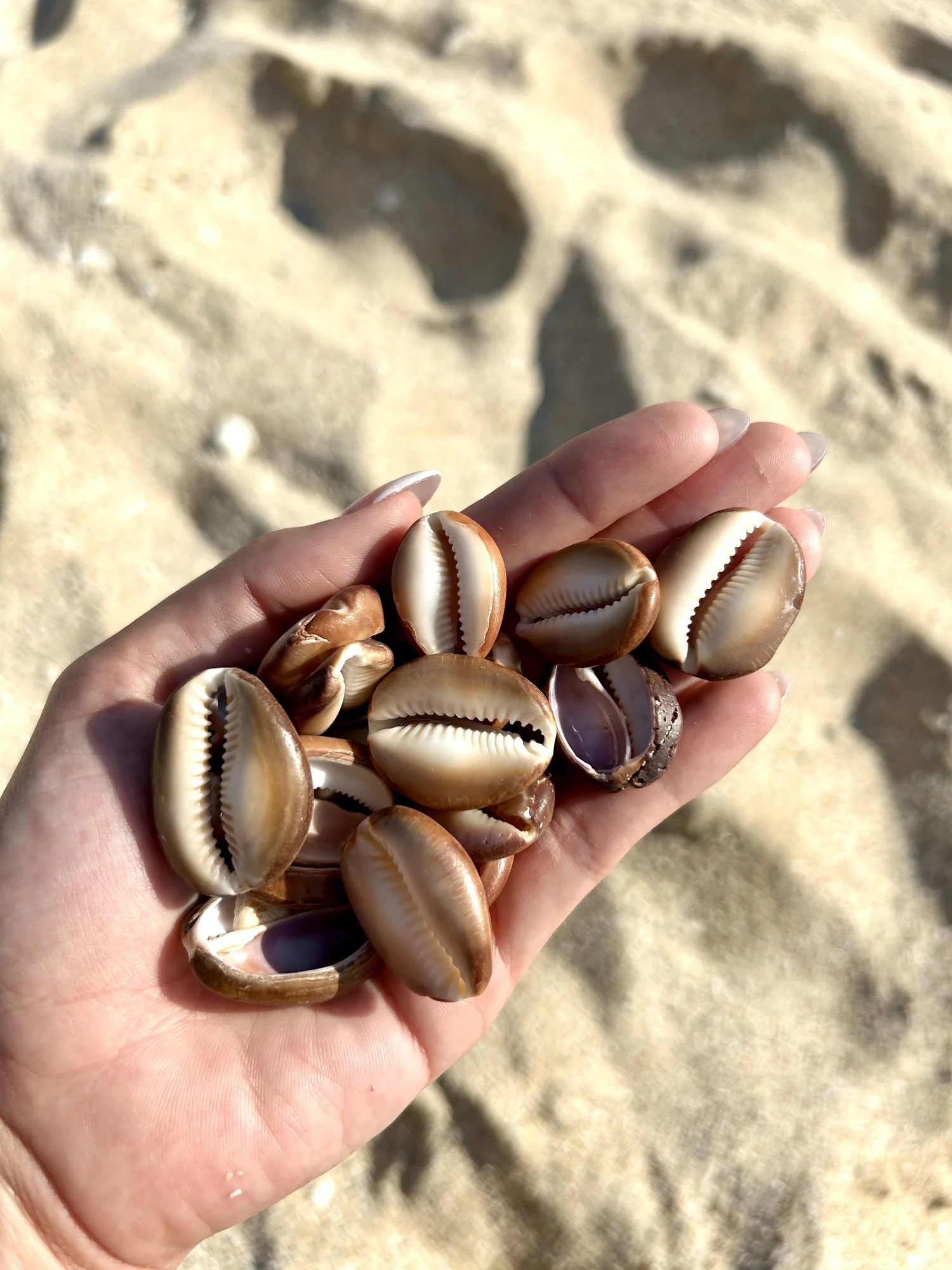 Hawaiian Shell Chart — Salt & Water Co.