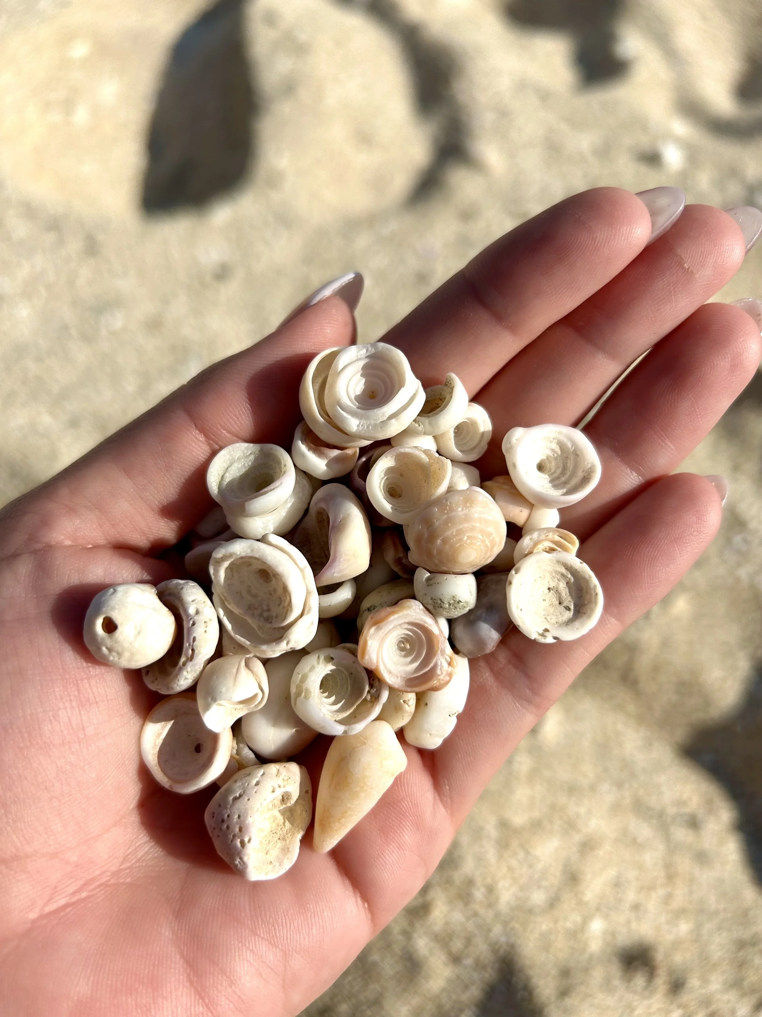 Hawaiian Shell Chart — Salt & Water Co.