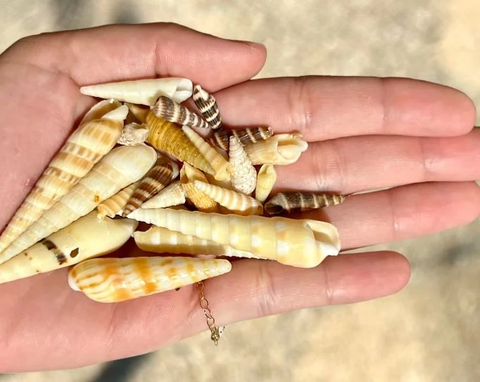 Hawaiian Shell Chart — Salt & Water Co.
