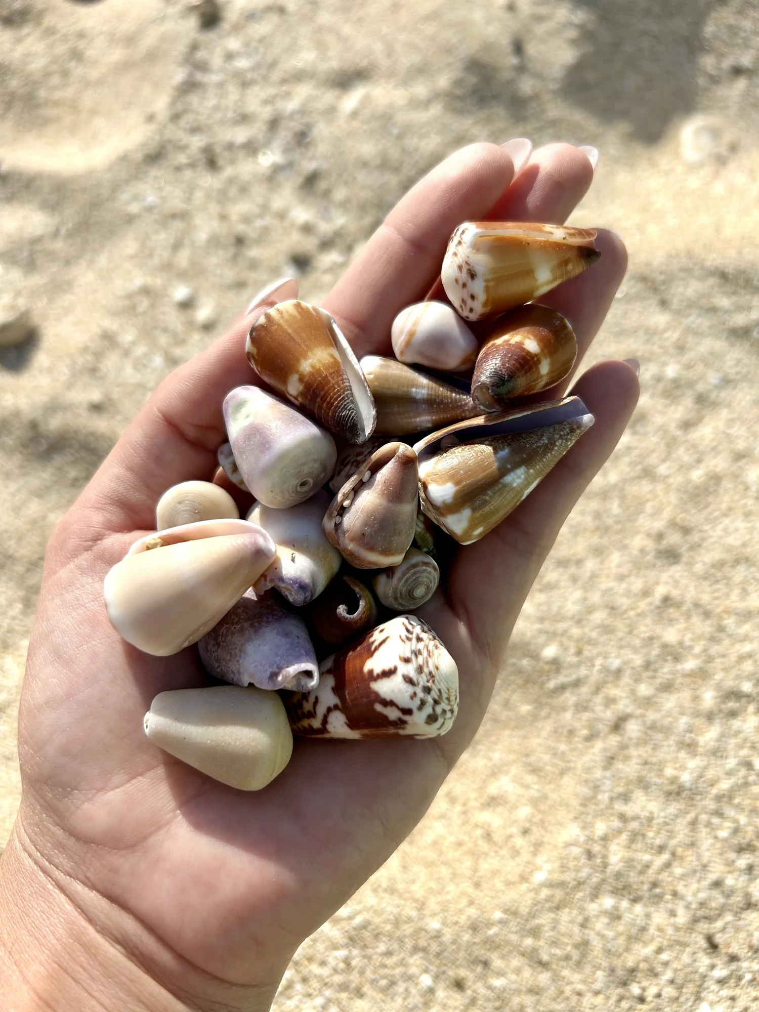 Hawaiian Shell Chart — Salt & Water Co.