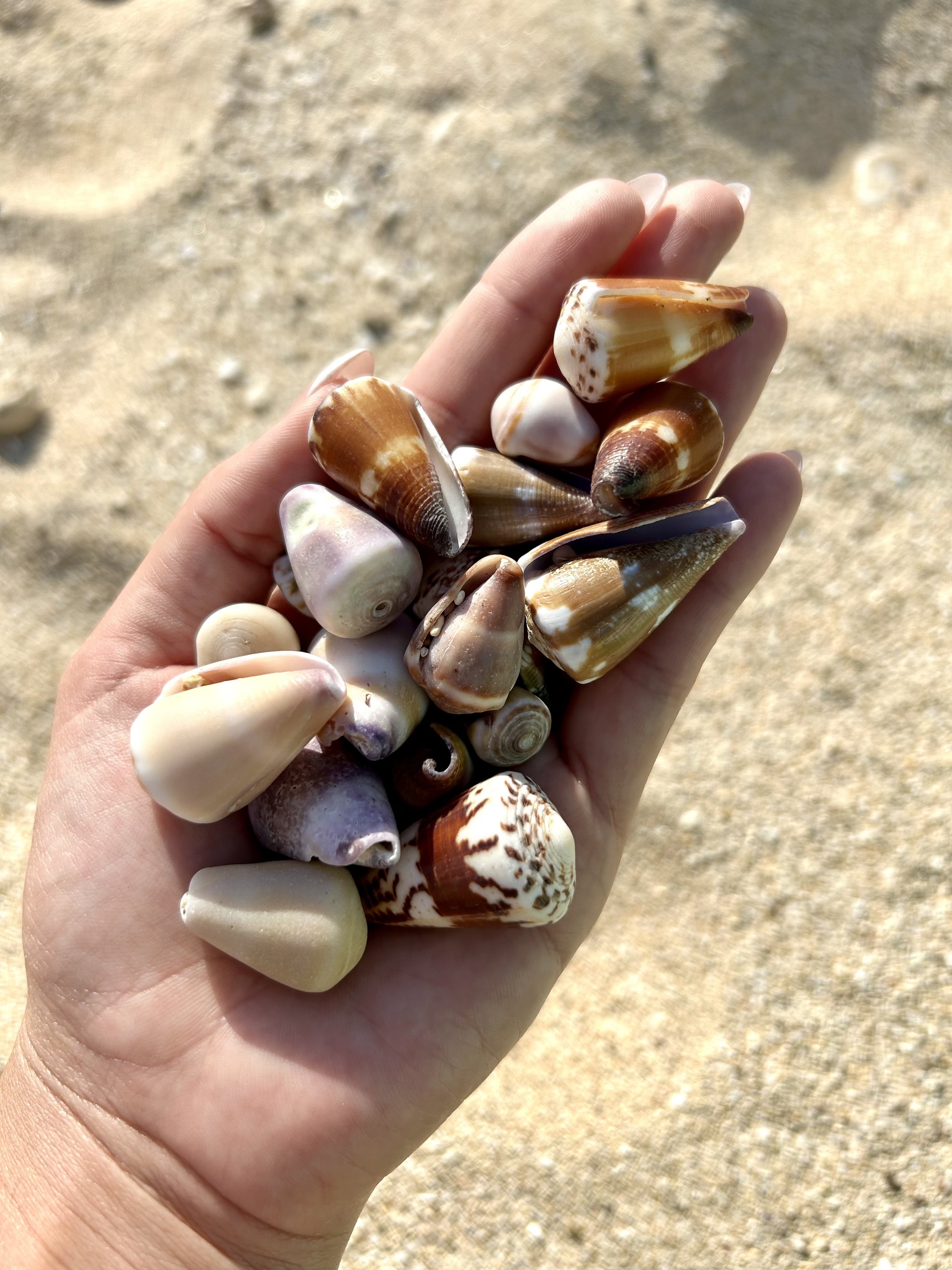 Hawaiian Shell Chart — Salt & Water Co.