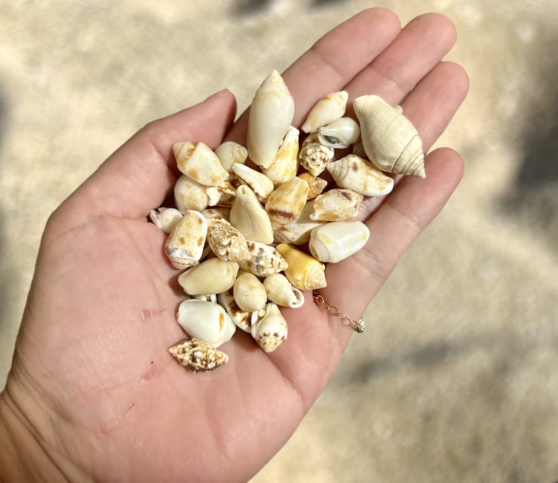 Hawaiian Shell Chart — Salt & Water Co.