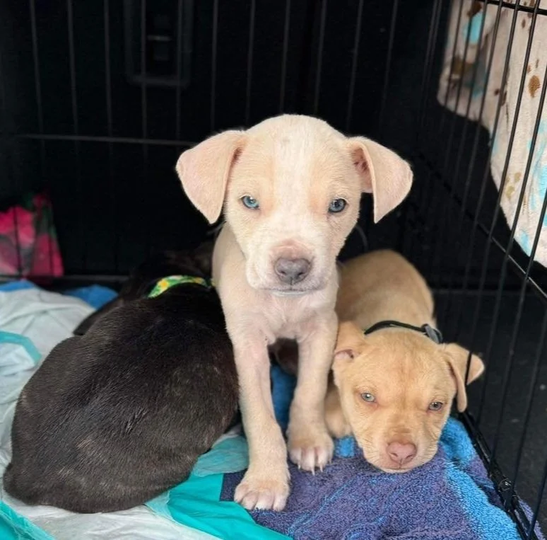 Adopt — Underdog Rescue Ranch