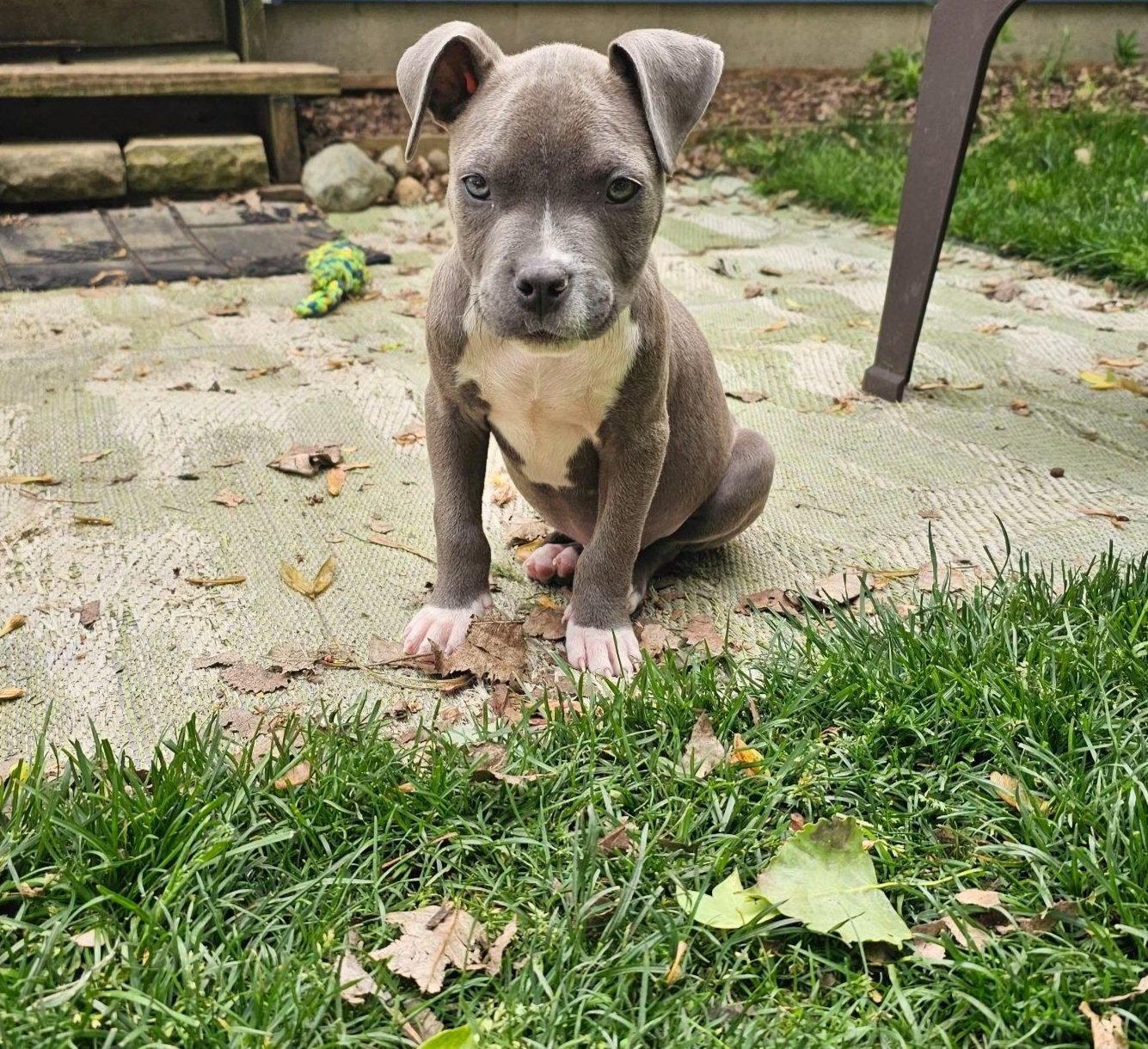 Adopt — Underdog Rescue Ranch