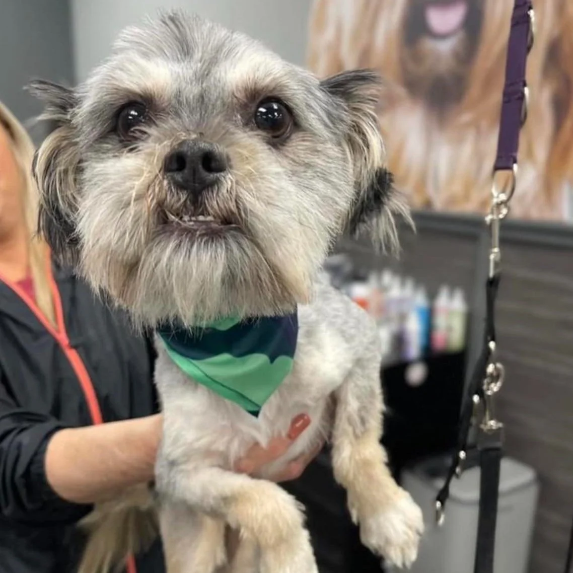 Adopt — Underdog Rescue Ranch