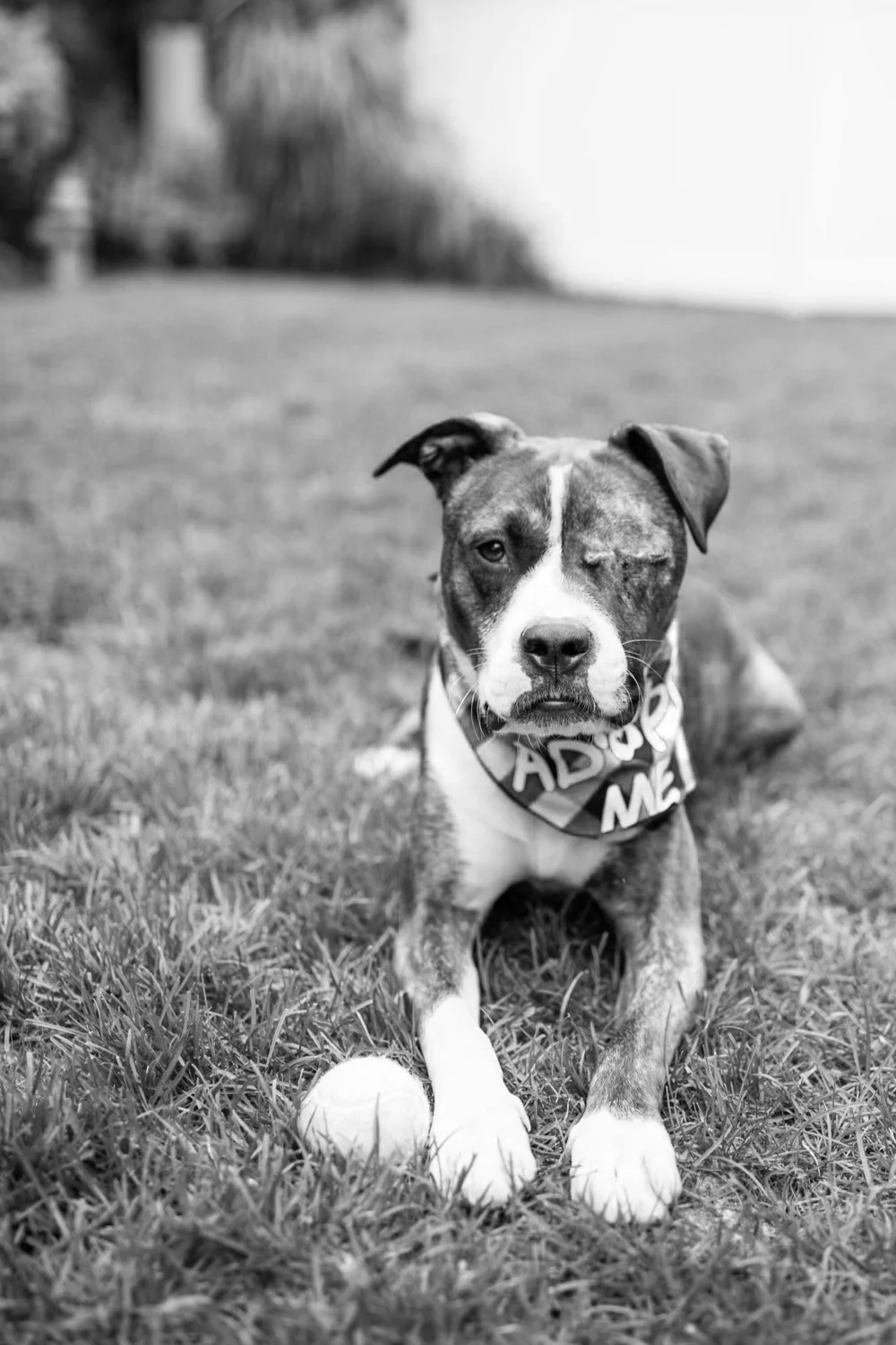 Underdog Rescue Ranch