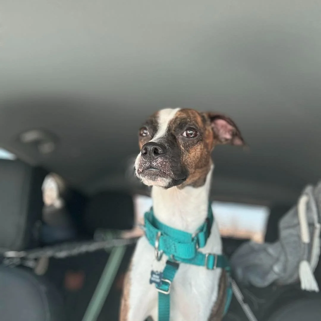 Adopt — Underdog Rescue Ranch