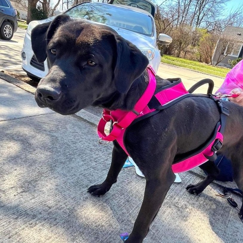 Adopt — Underdog Rescue Ranch