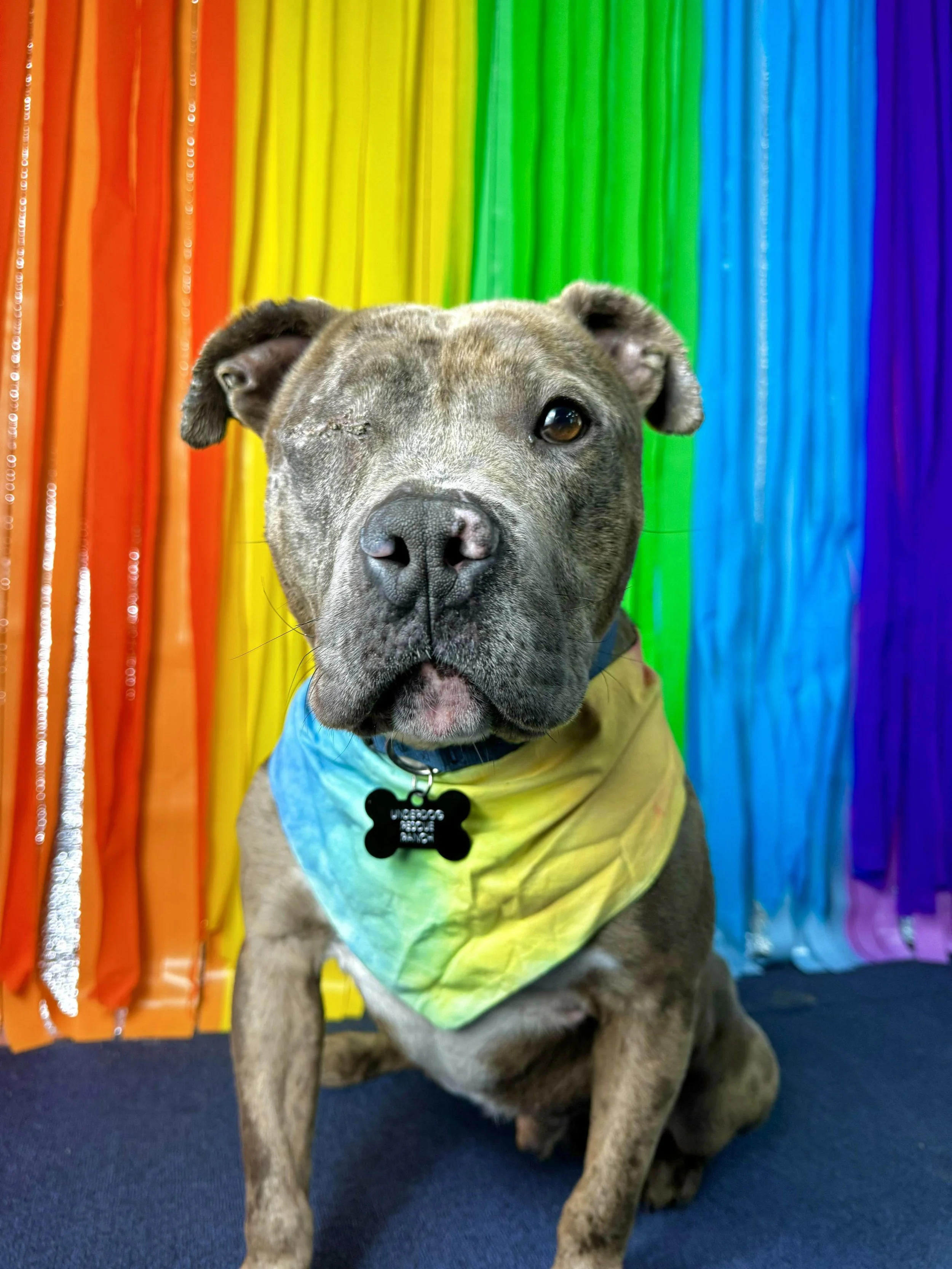 Adopt — Underdog Rescue Ranch