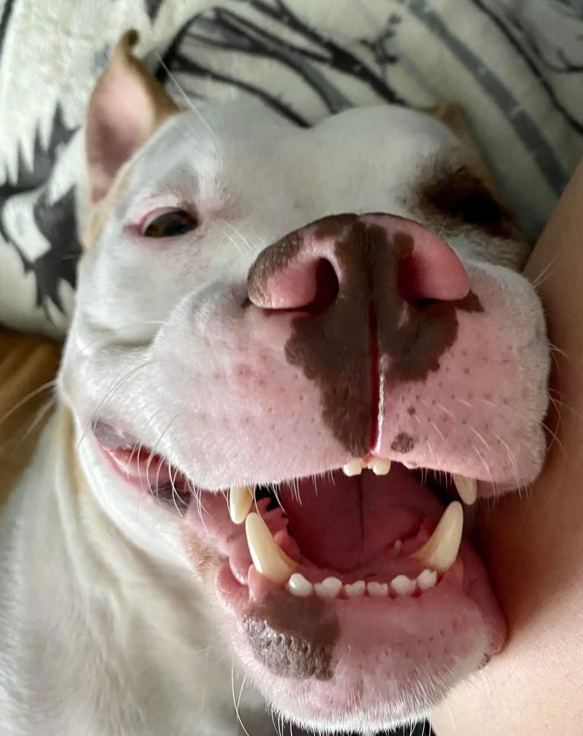 Our Vision — Underdog Rescue Ranch