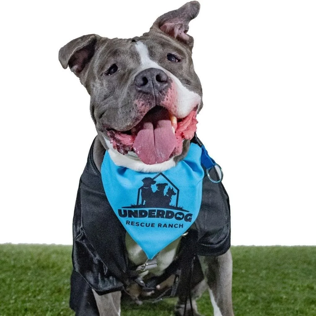 Adopt — Underdog Rescue Ranch