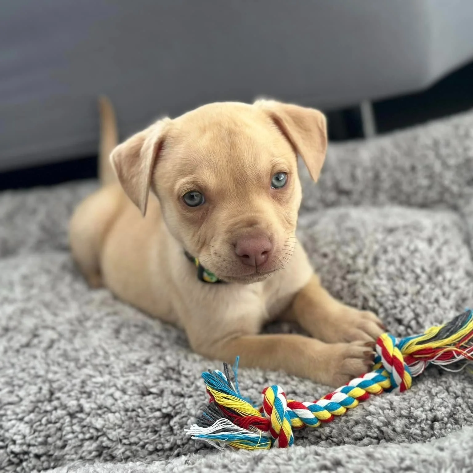 Adopt — Underdog Rescue Ranch