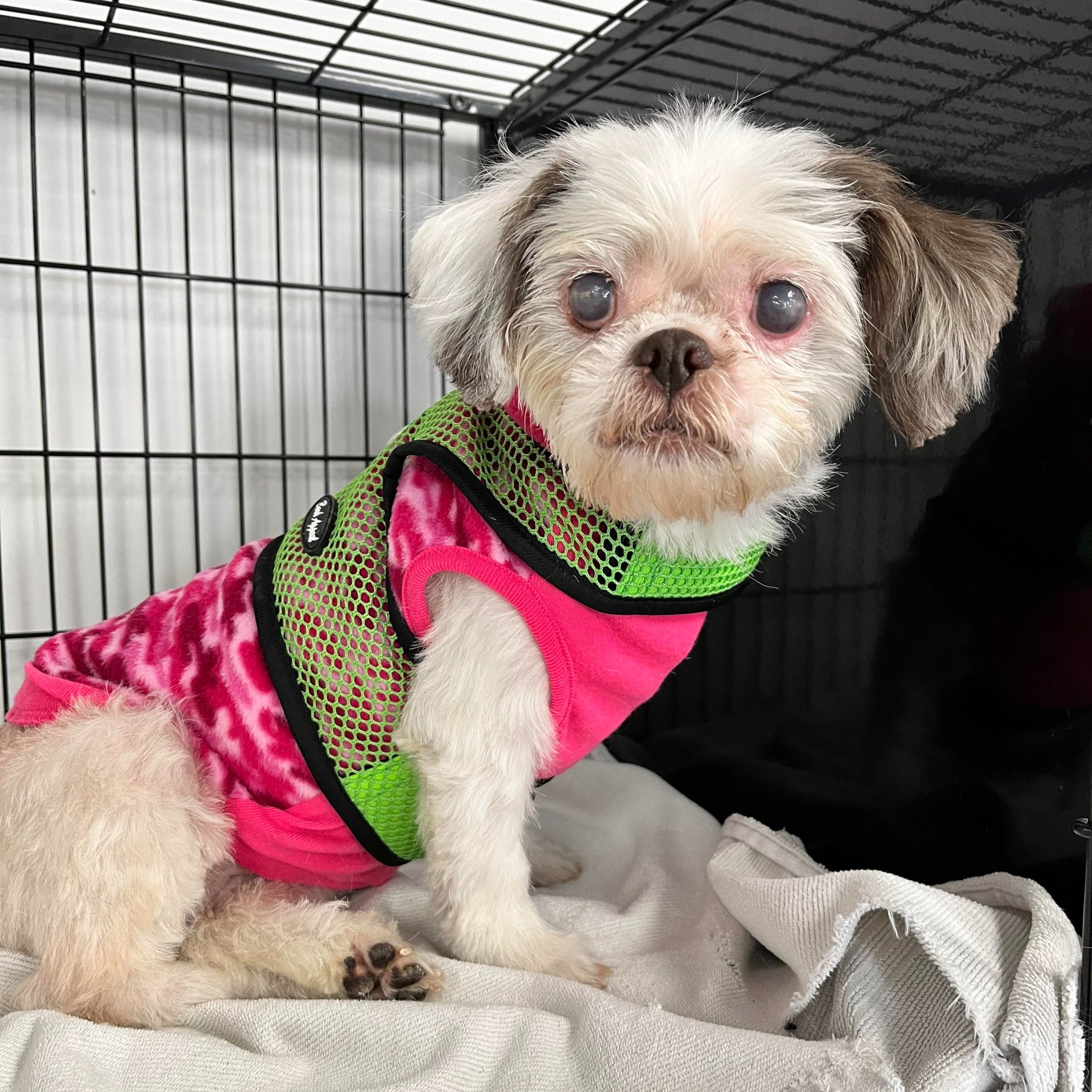 Adopt — Underdog Rescue Ranch