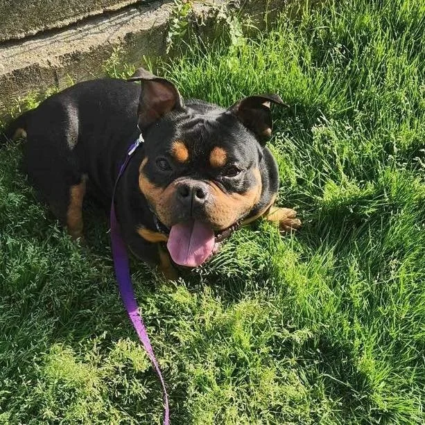 Adopt — Underdog Rescue Ranch