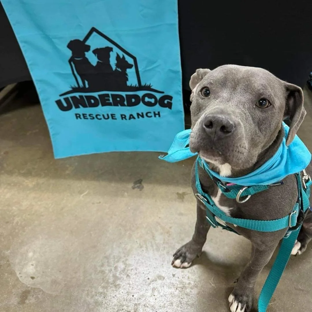 Adopt — Underdog Rescue Ranch