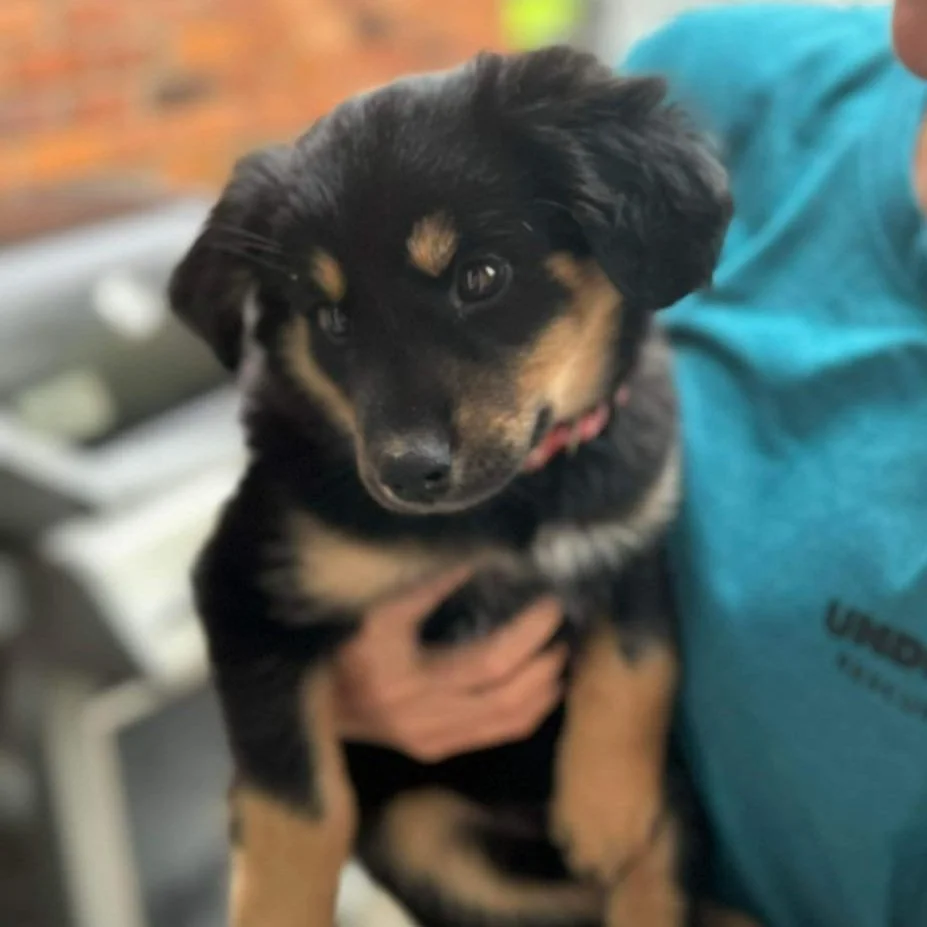 Adopt — Underdog Rescue Ranch