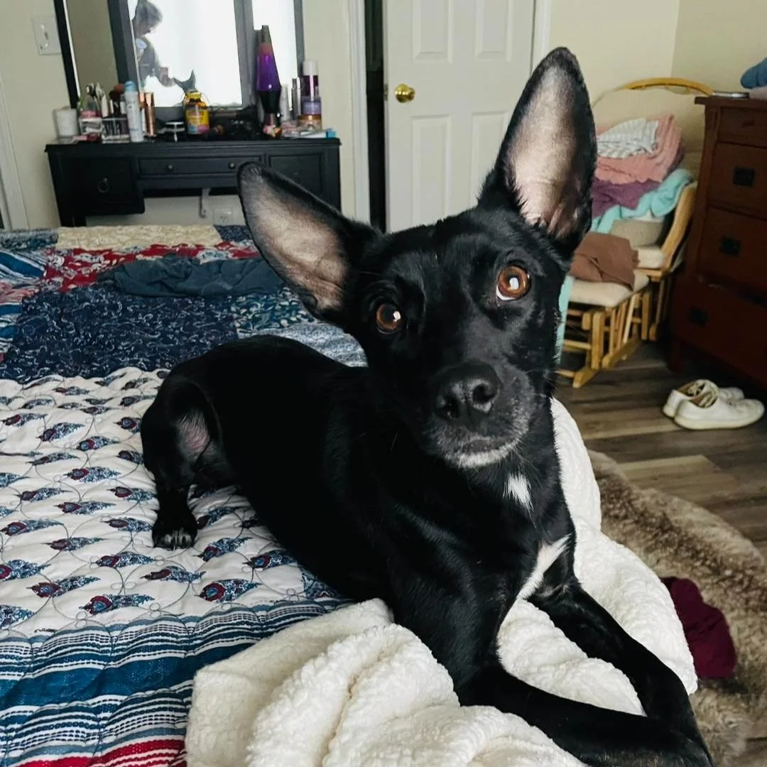 Adopt — Underdog Rescue Ranch