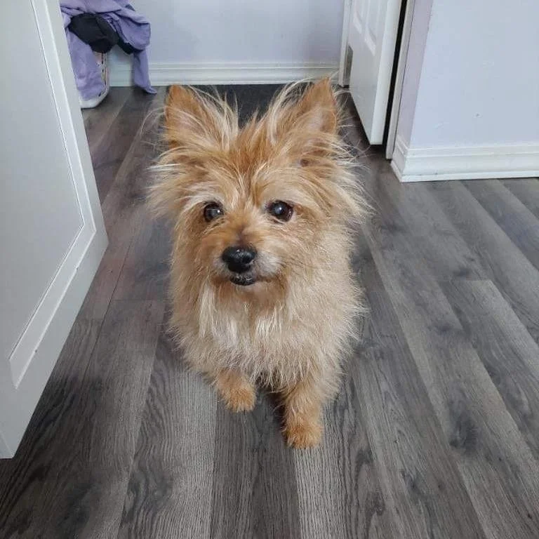 Adopt — Underdog Rescue Ranch