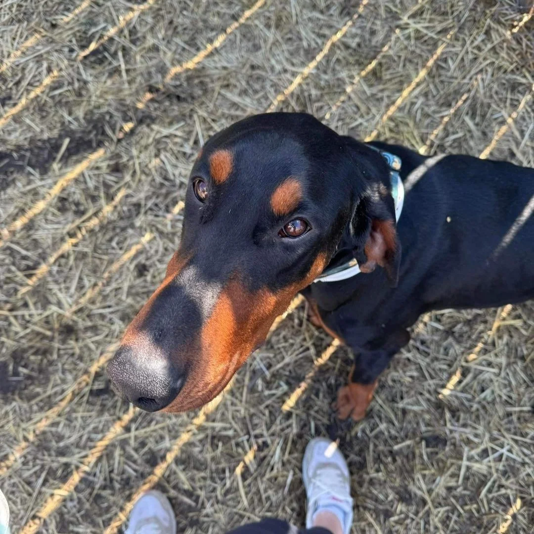 Adopt — Underdog Rescue Ranch