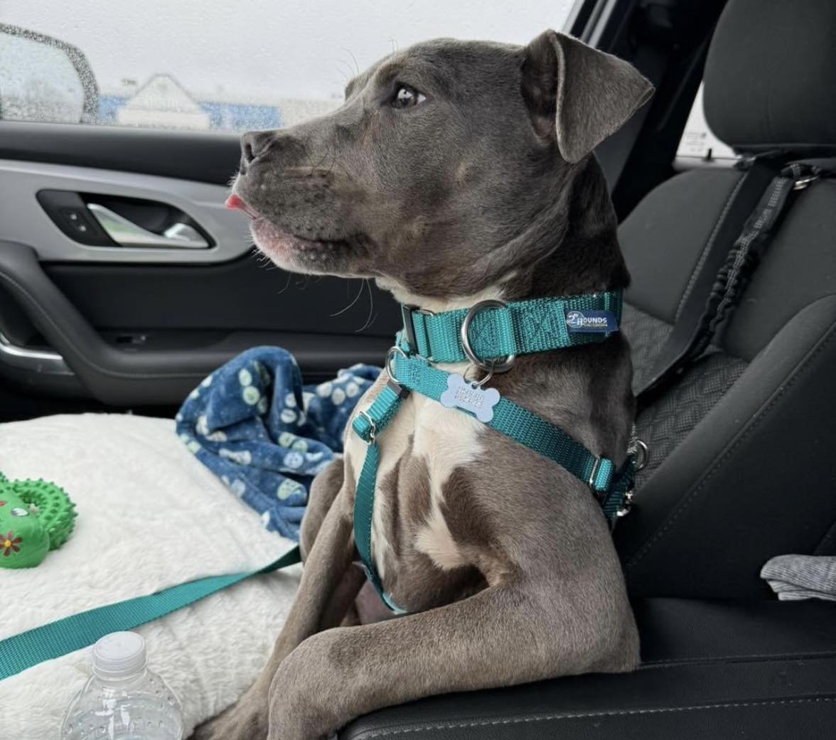 Adopt — Underdog Rescue Ranch