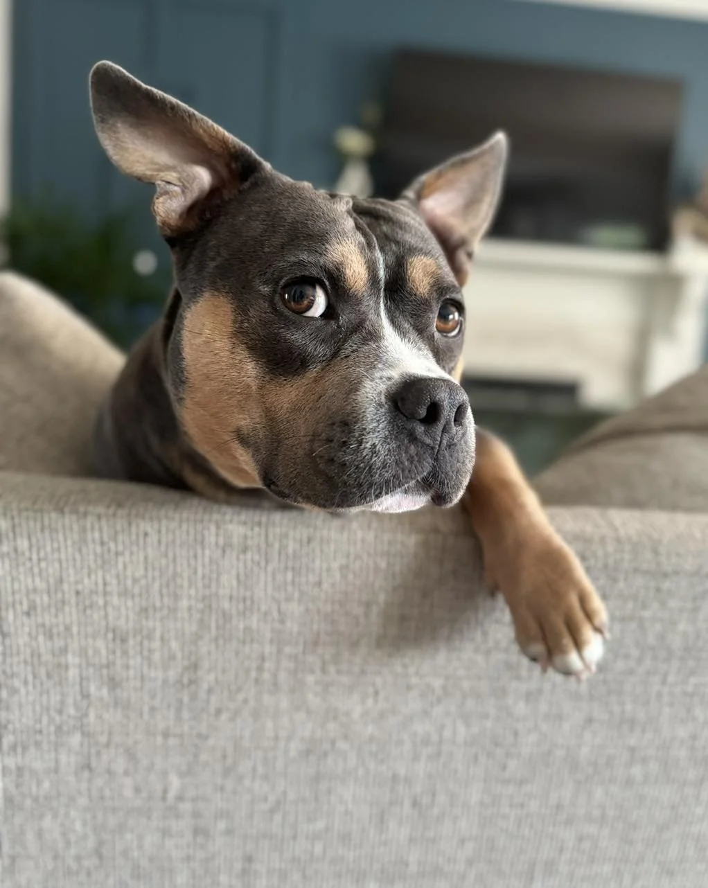 Adopt — Underdog Rescue Ranch