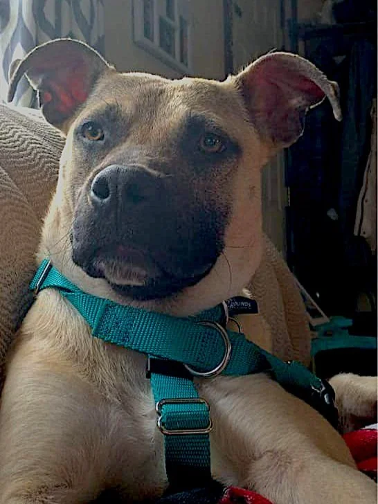 Adopt — Underdog Rescue Ranch