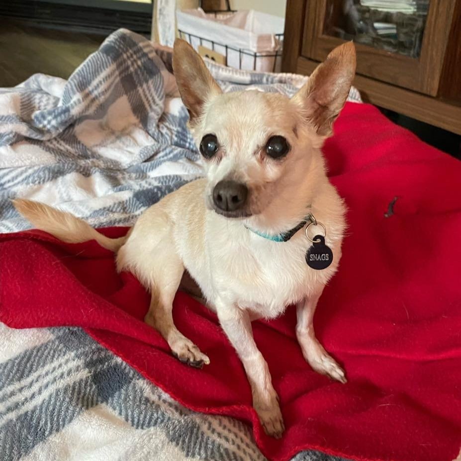 Adopt — Underdog Rescue Ranch