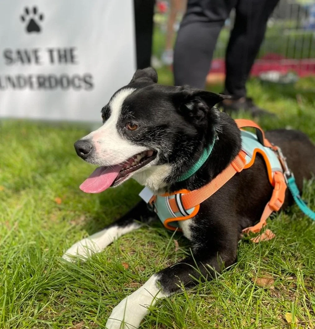 Adopt — Underdog Rescue Ranch