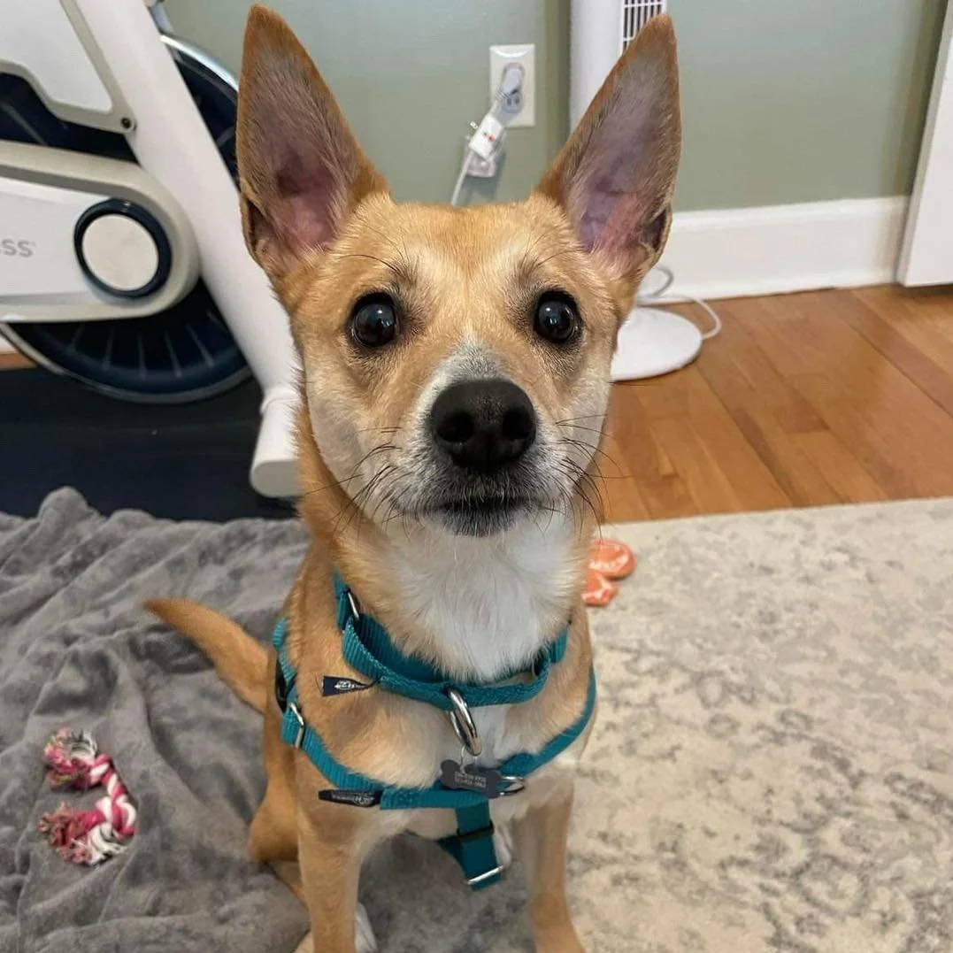 Adopt — Underdog Rescue Ranch