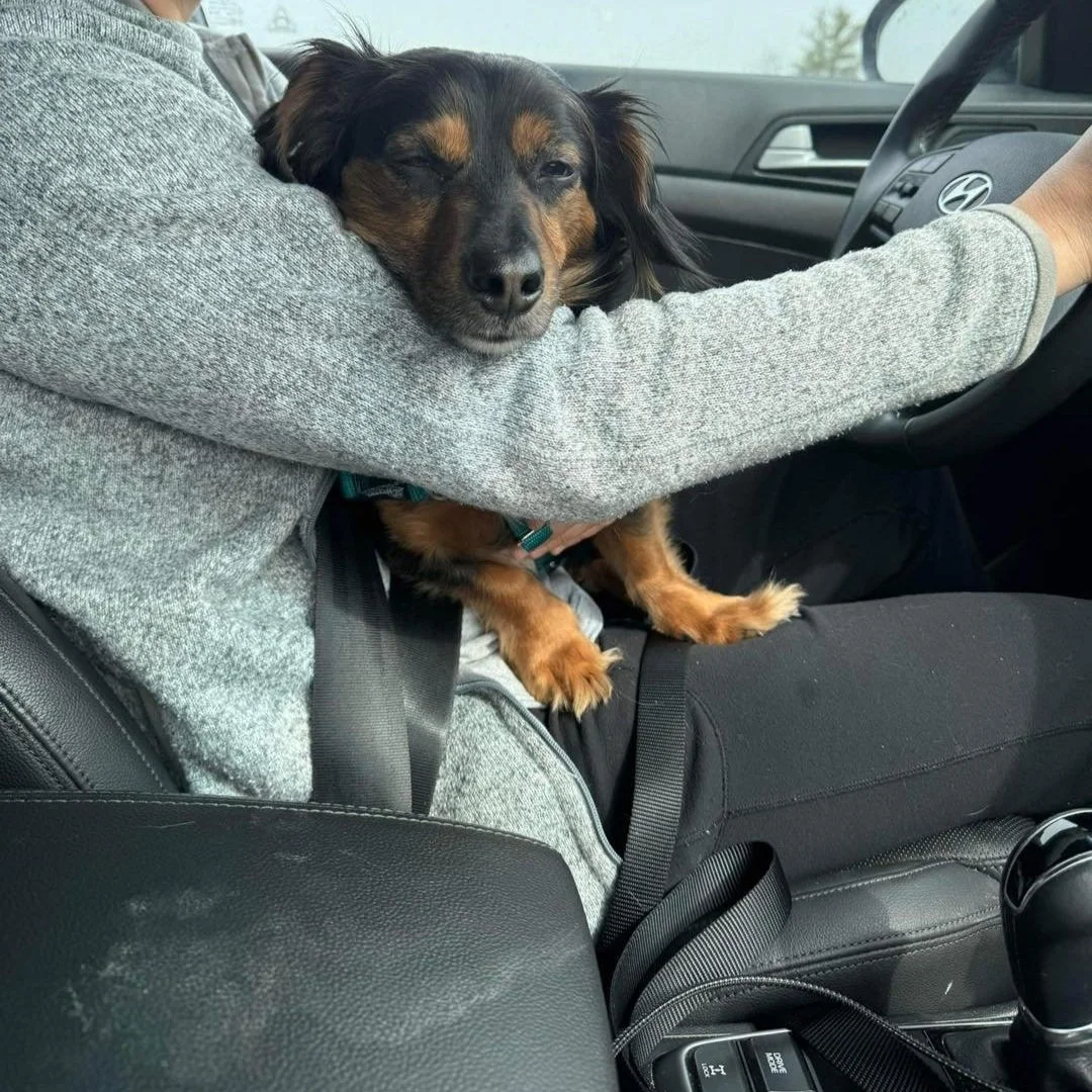 Adopt — Underdog Rescue Ranch