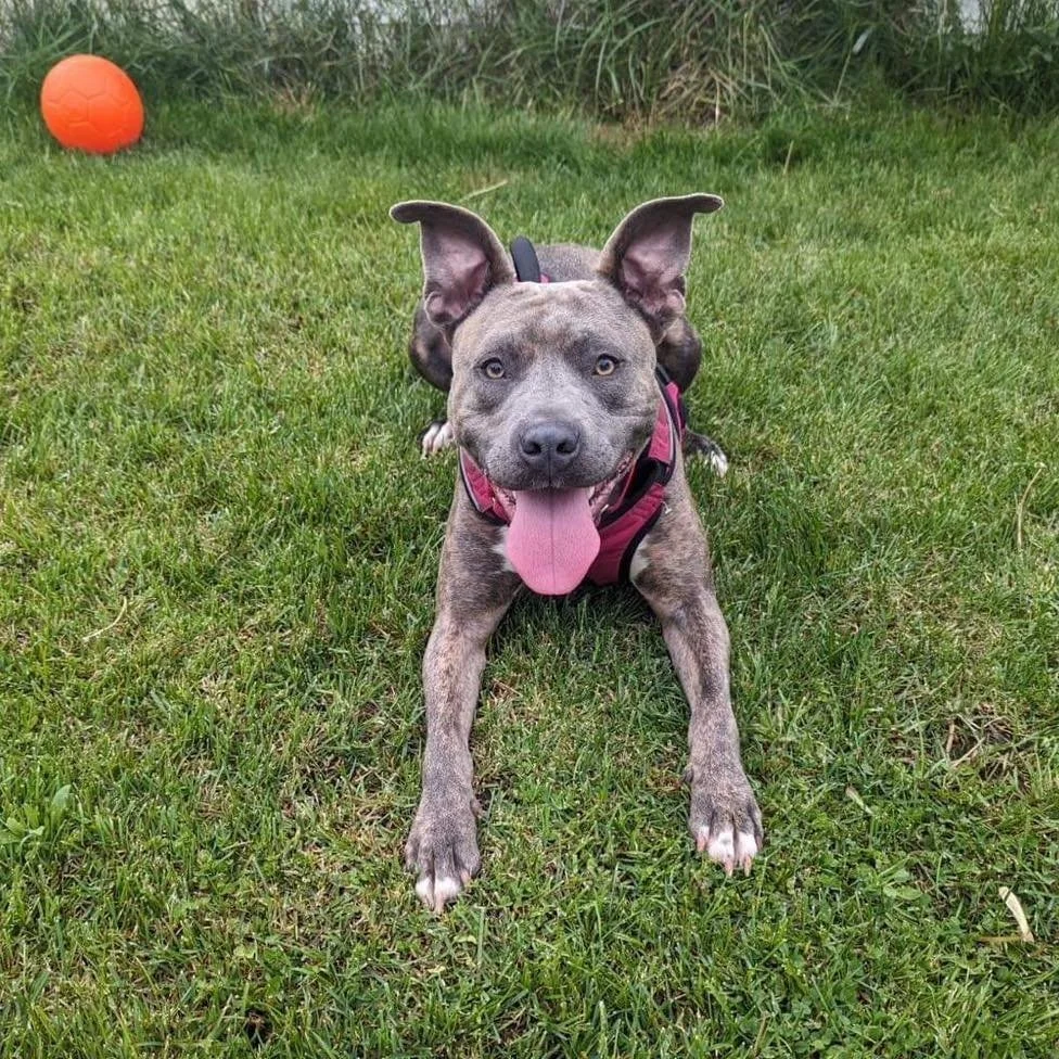 Adopt — Underdog Rescue Ranch