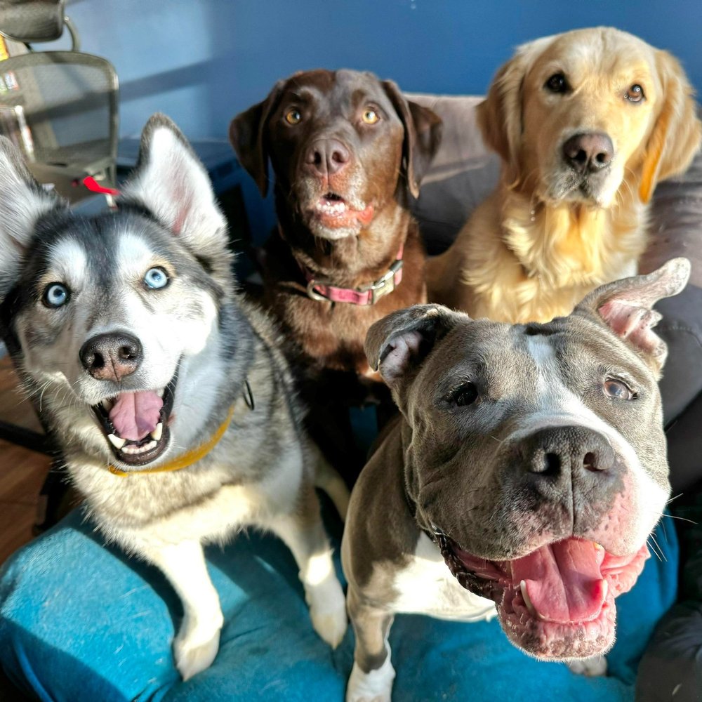 Adopt — Underdog Rescue Ranch