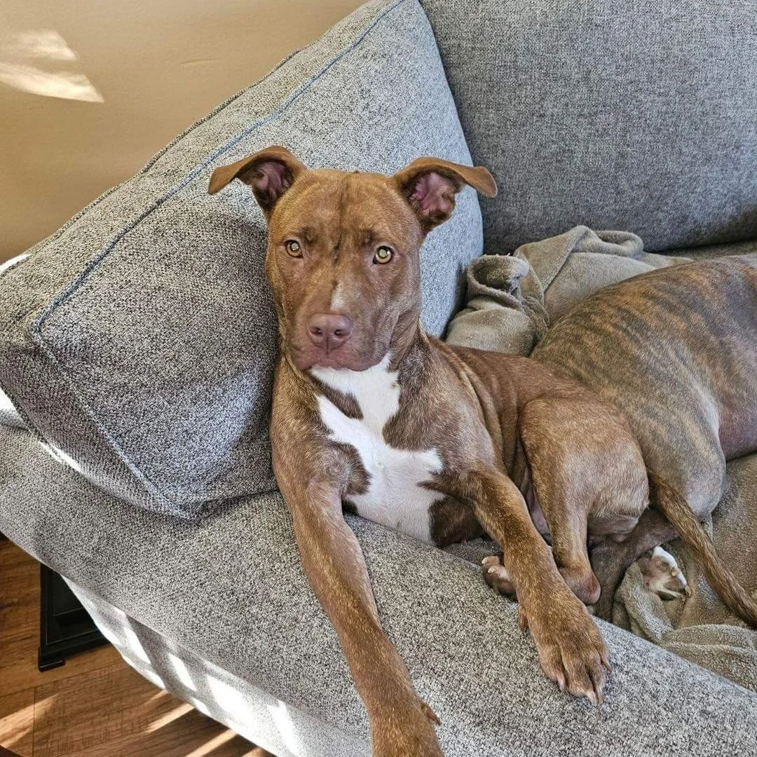 Adopt — Underdog Rescue Ranch