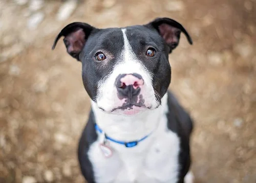 Shop — Underdog Rescue Ranch