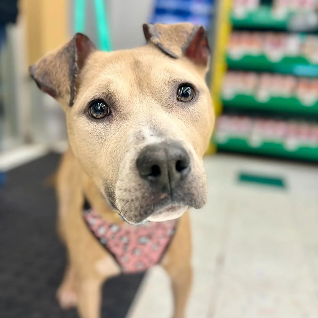 Adopt — Underdog Rescue Ranch