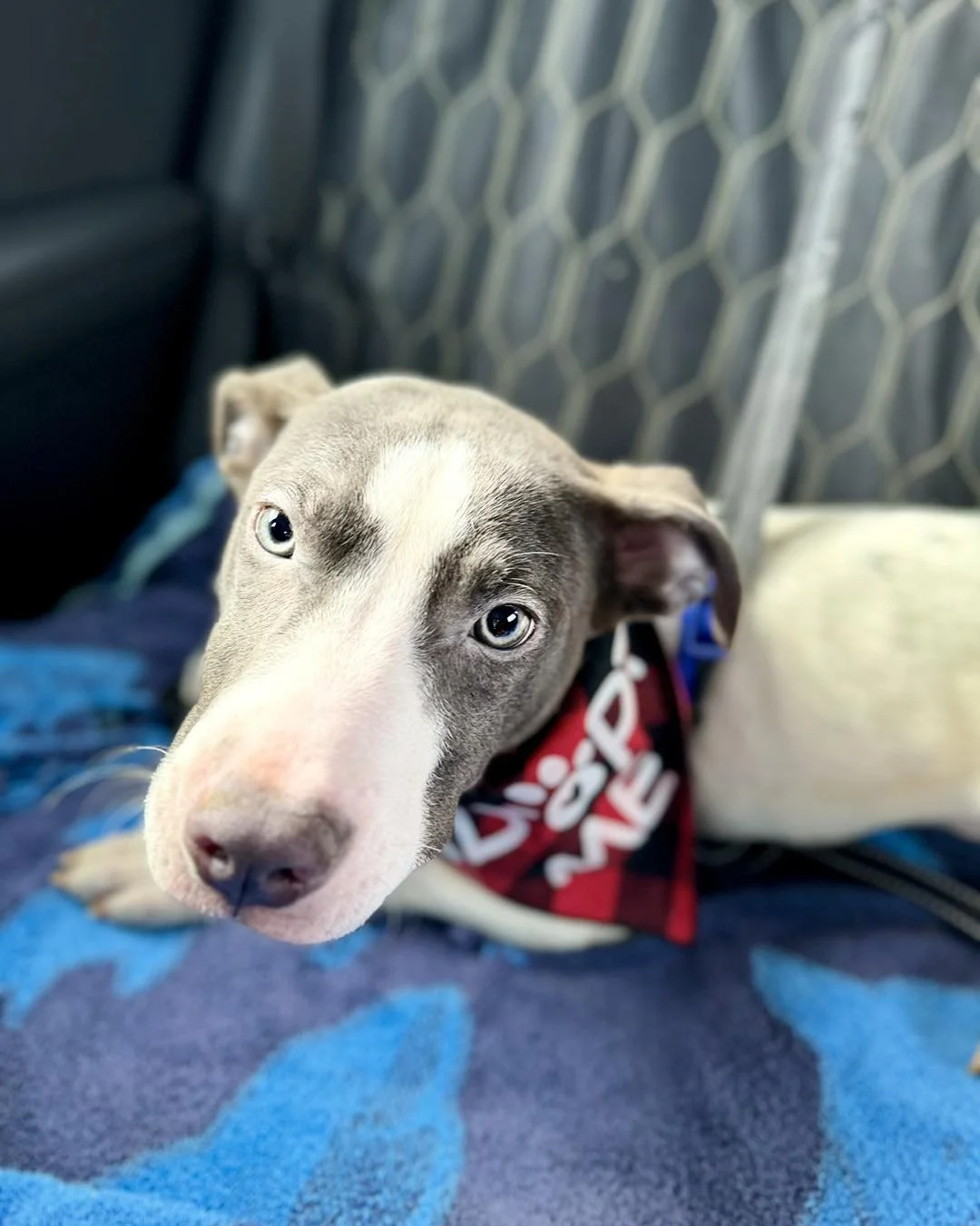 Adopt — Underdog Rescue Ranch