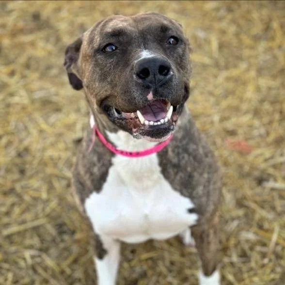 Adopt — Underdog Rescue Ranch