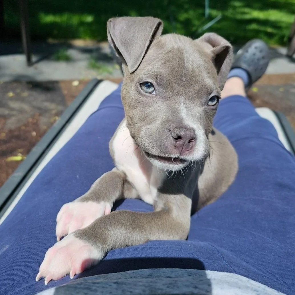 Adopt — Underdog Rescue Ranch