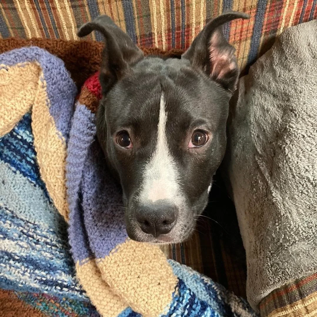 Adopt — Underdog Rescue Ranch