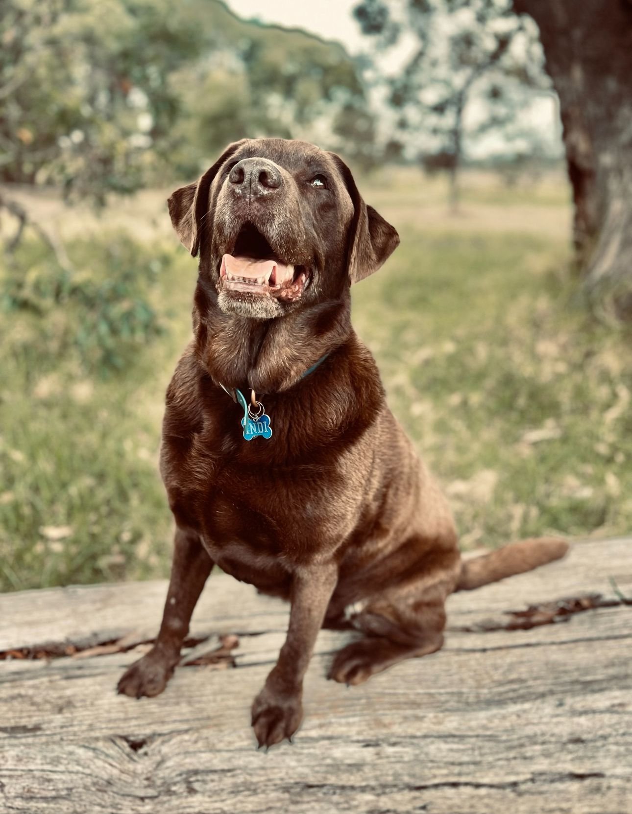 Home — Gypsea Tails