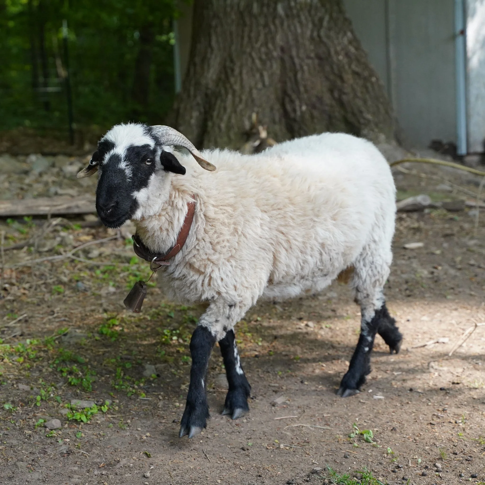 Sheep for Sale — Valais at Spirited Breeze
