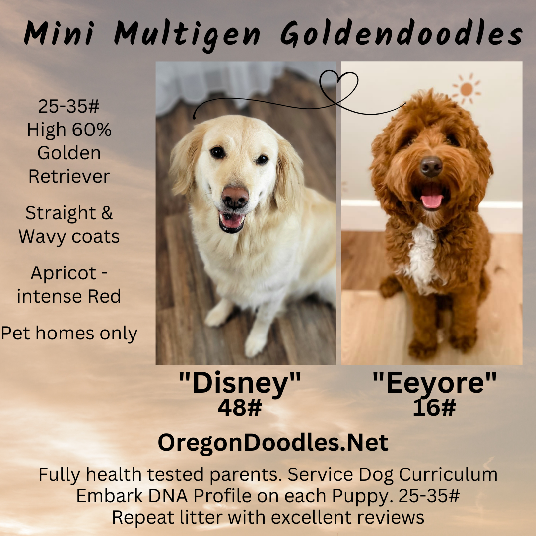 Disney & Eeyore — Oregon's Oodles of Poodles & Doodles