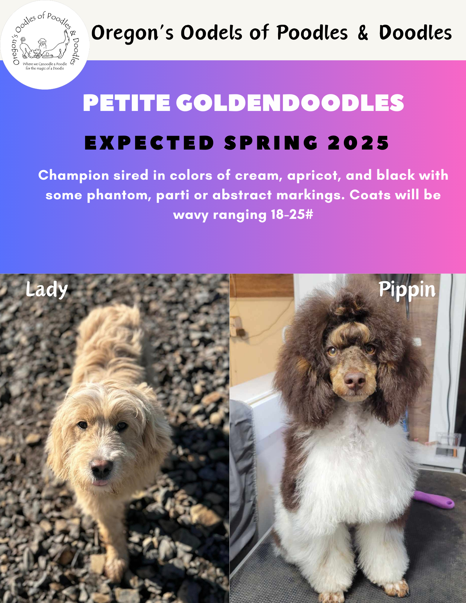 Lady & Pippin | Find Your Perfect Doodle Today — Oregon's Legendary ...