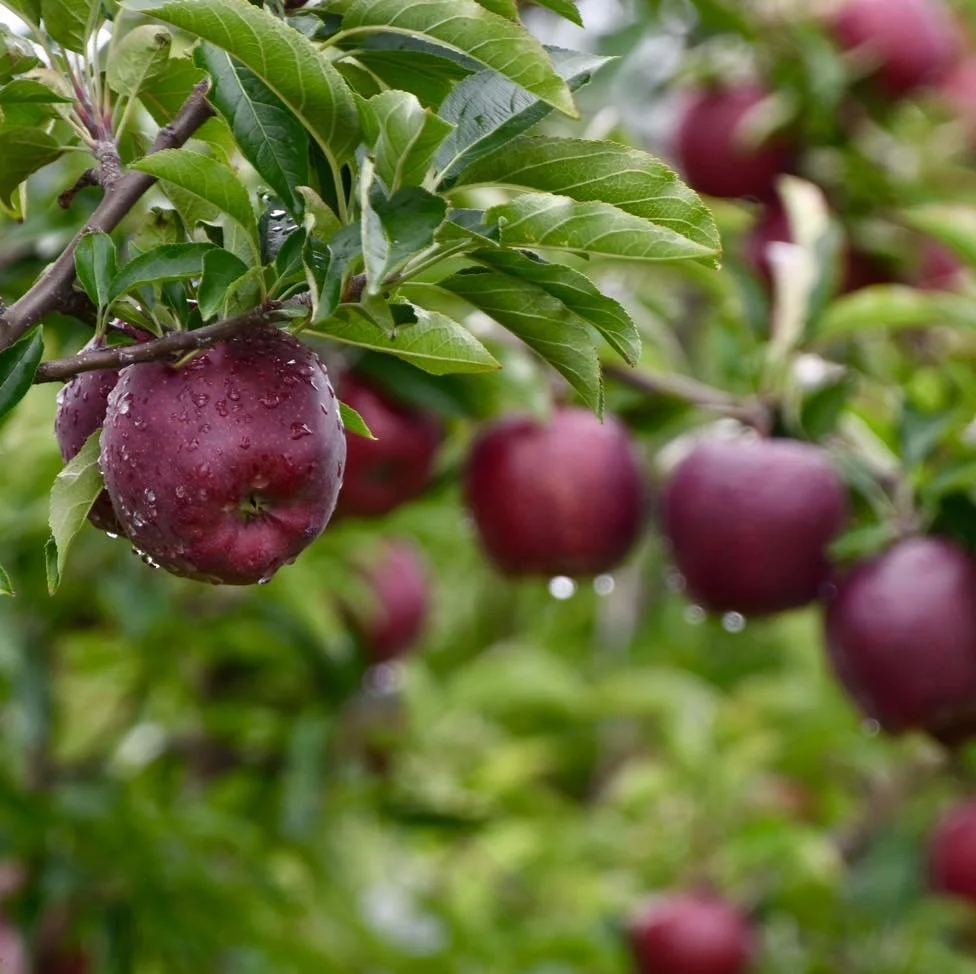 Carlson Orchards | Family-Owned Orchard & Craft Sweet and Hard Cider ...