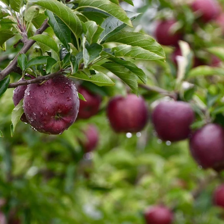 Carlson Orchards | Family-Owned Orchard & Craft Sweet and Hard Cider ...